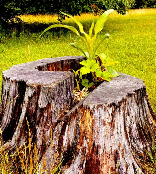 Corn Stump by Mike Kroll